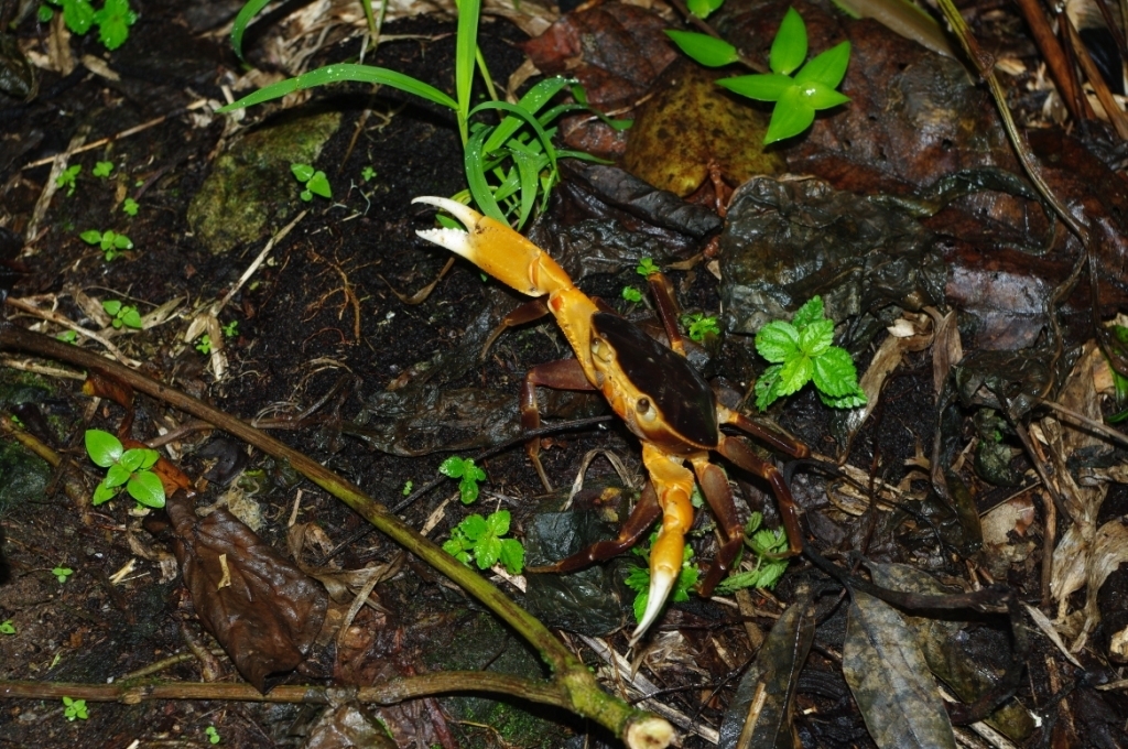 Faune Aquatique de Martinique - An Kanion La : Canyoning en Martinique