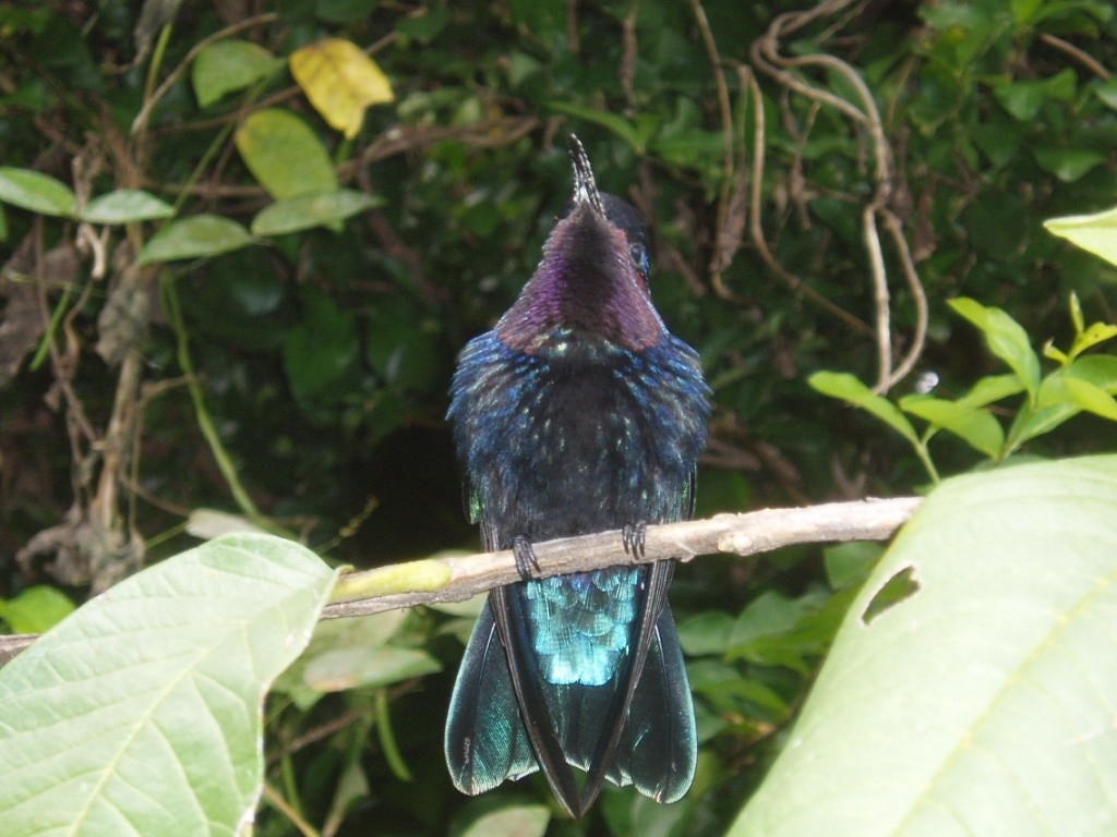 Faune Volante de Martinique - An Kanion La : Canyoning en Martinique