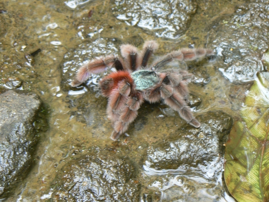 Faune Terrestre de Martinique - An Kanion La : Canyoning en Martinique