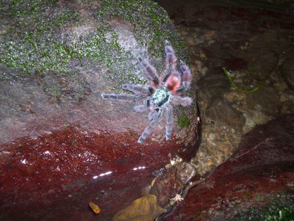 Faune Terrestre de Martinique - An Kanion La : Canyoning en Martinique