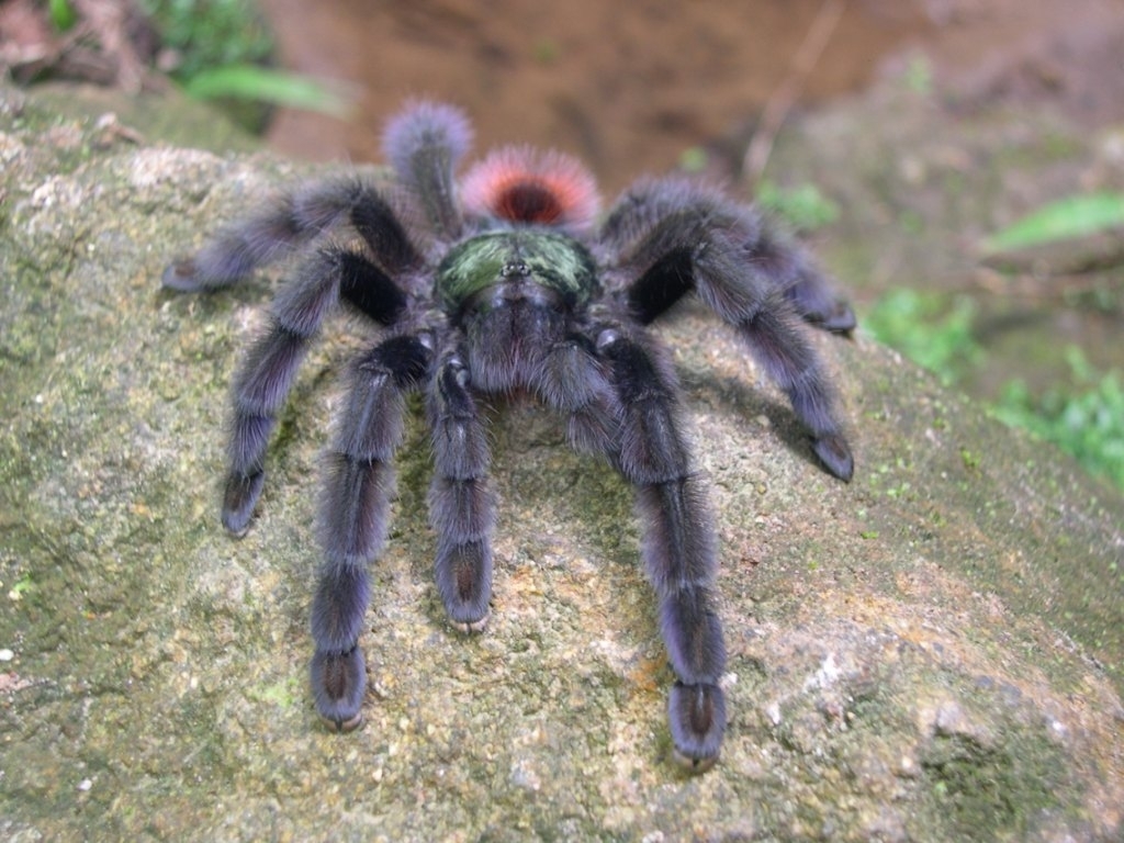 Faune Terrestre de Martinique - An Kanion La : Canyoning en Martinique