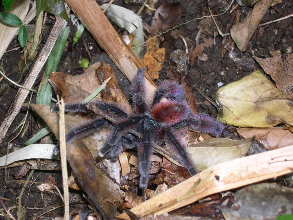 Faune Terrestre de Martinique - An Kanion La : Canyoning en Martinique